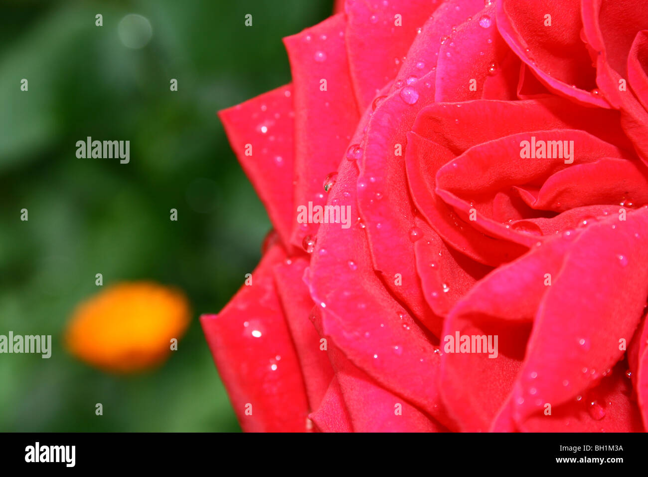 The red rose with small water drops Stock Photo - Alamy