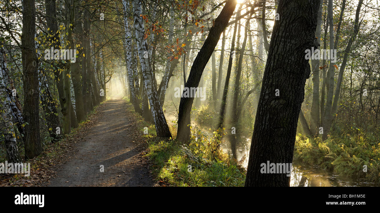 Alley between Lehde and Leipe, Spree Forest, Brandenburg (state ...
