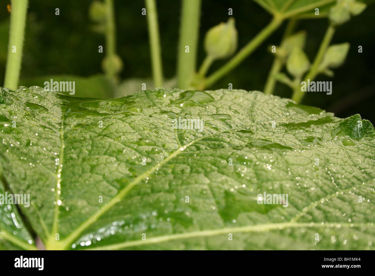 The green leave with big water drops Stock Photo - Alamy