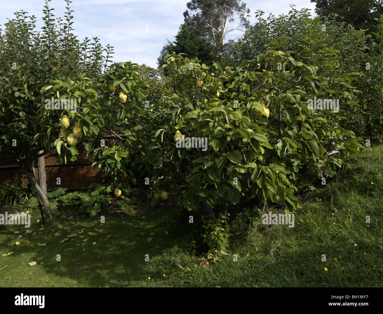 Quince Pear Tree Stock Photo - Alamy