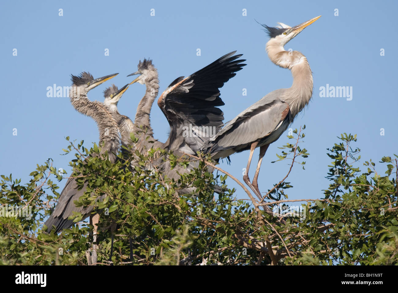 Great Blue Heron Family Squabble Stock Photo - Alamy