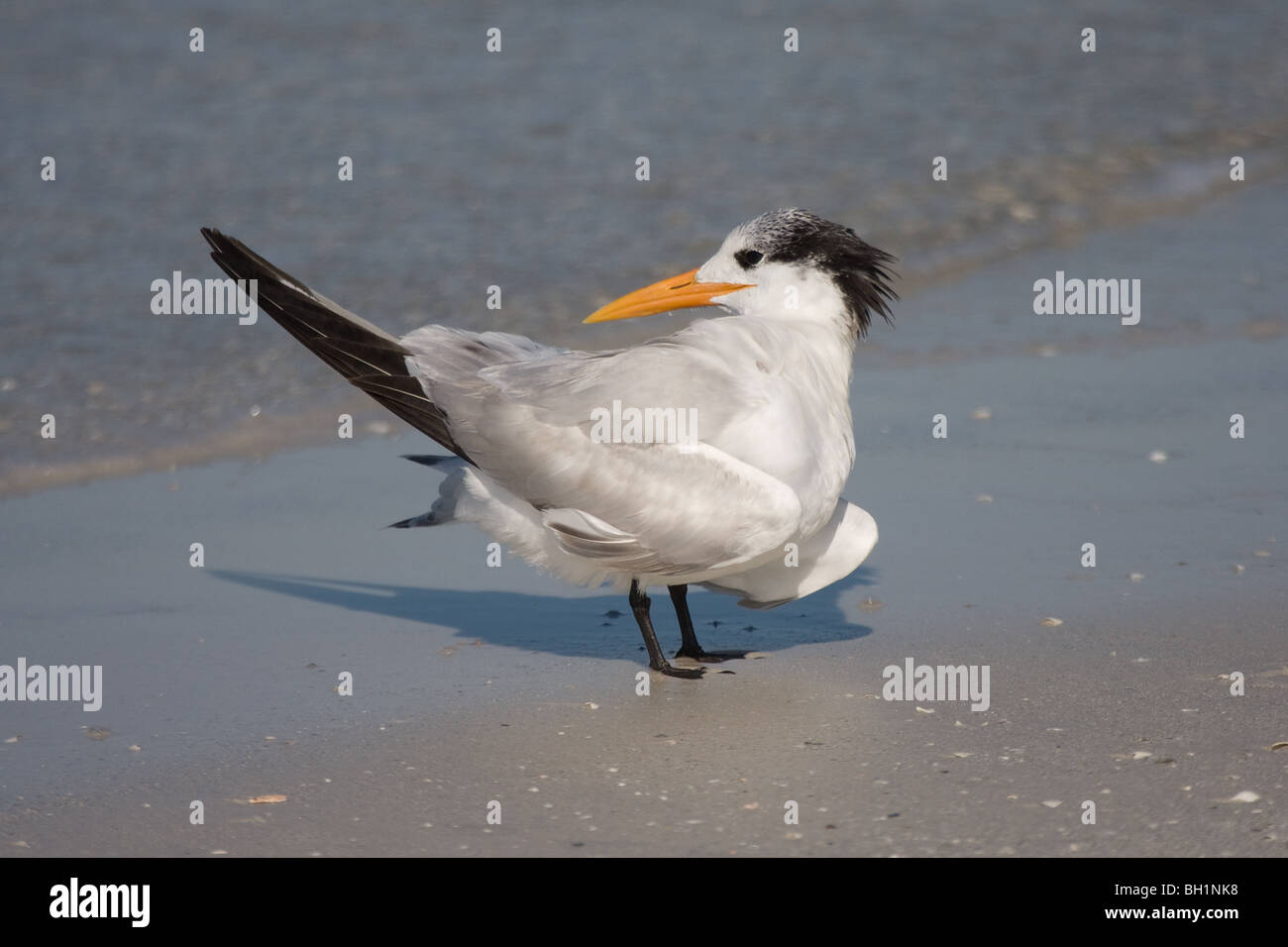 Royal Tern - Sterna maxima on Beach Stock Photo - Alamy