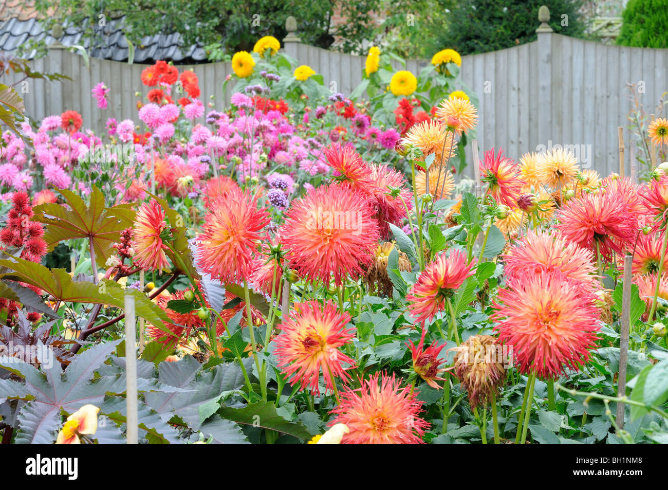 Dahlia border in an urban garden, Norfolk, UK, September Stock Photo ...