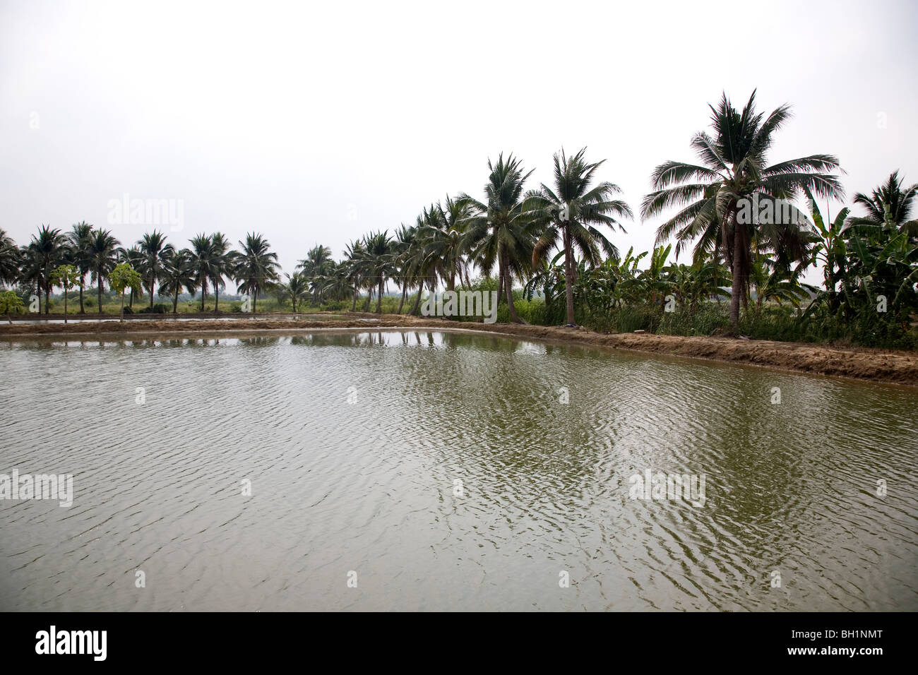 Prawn farming hi-res stock photography and images - Alamy