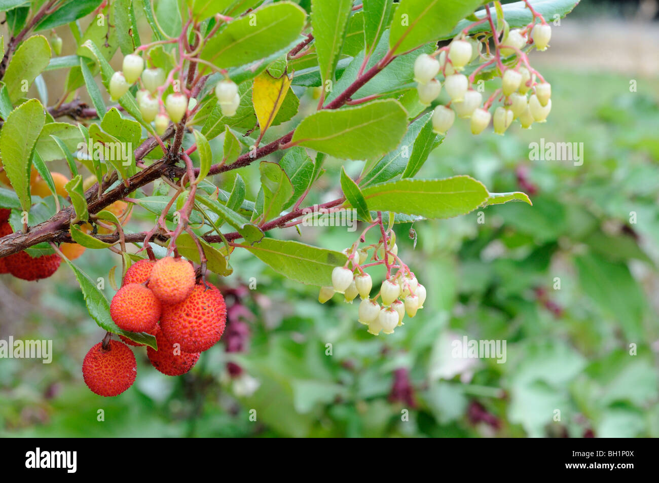 Strawberry tree, arbutus unedo, showing flowers and ripe fruits ...