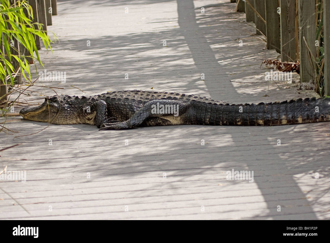 Alligator mississippiensis gator boardwalk hi-res stock photography and ...