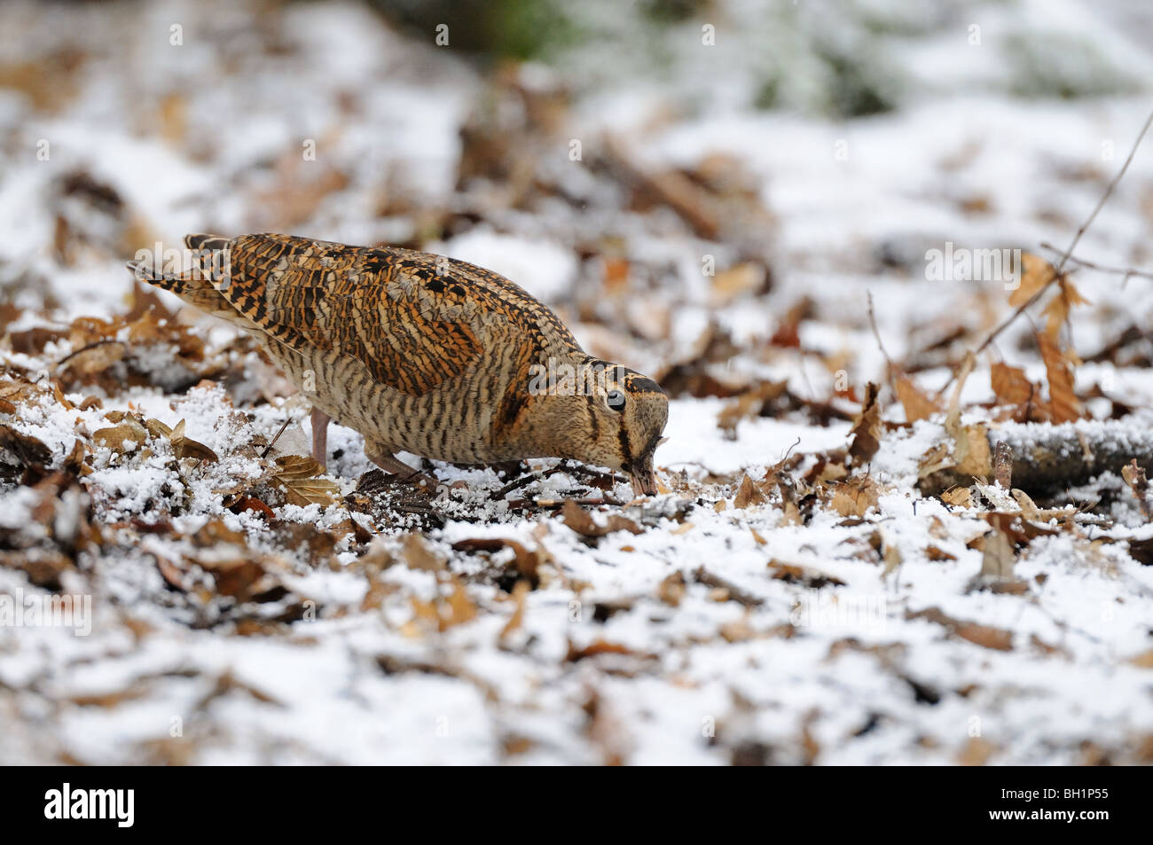 Woodcock, scolopax rusticola, single bird feeding at woodland edge in ...