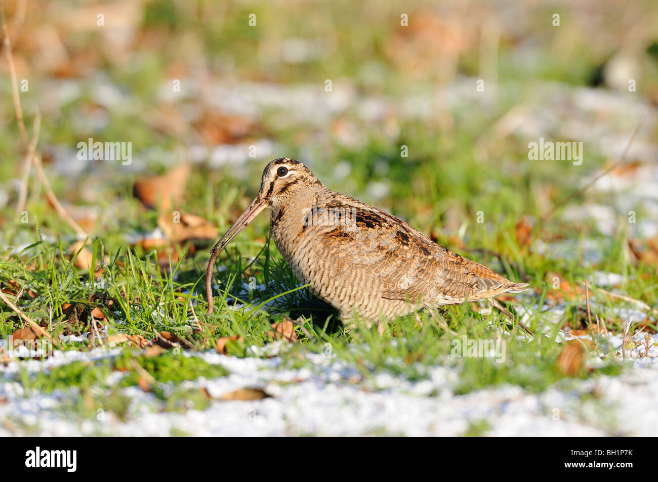 Woodcock, scolopax rusticola, single bird feeding, at woodland edge on ...