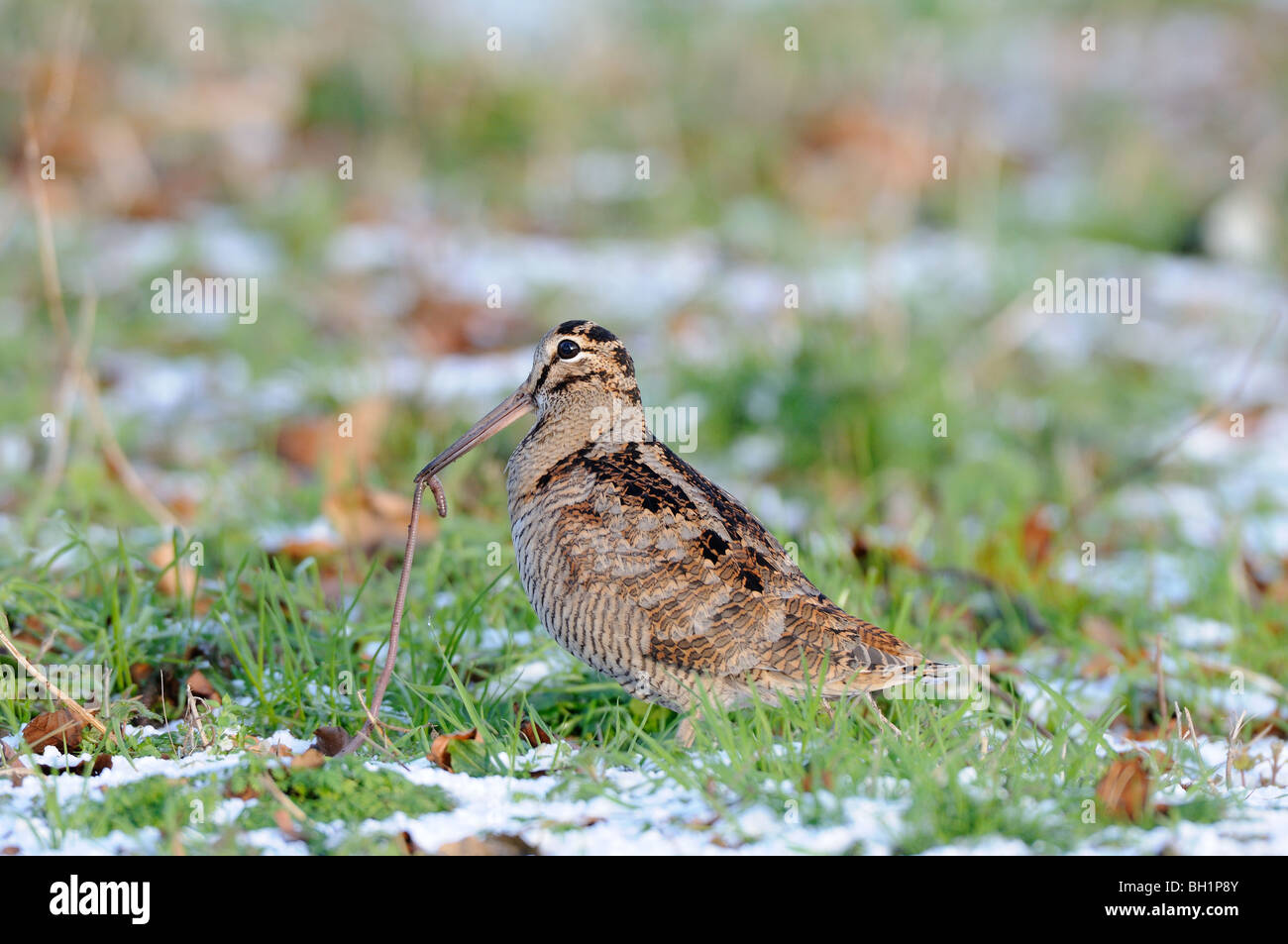 Scolopax Rusticola Norfolk High Resolution Stock Photography and Images ...