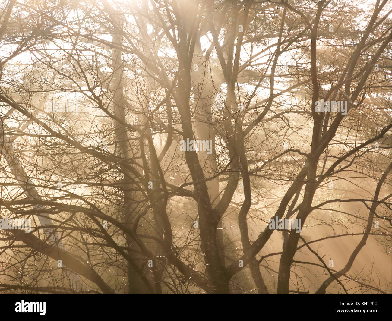 Light coming through branches hi-res stock photography and images - Alamy