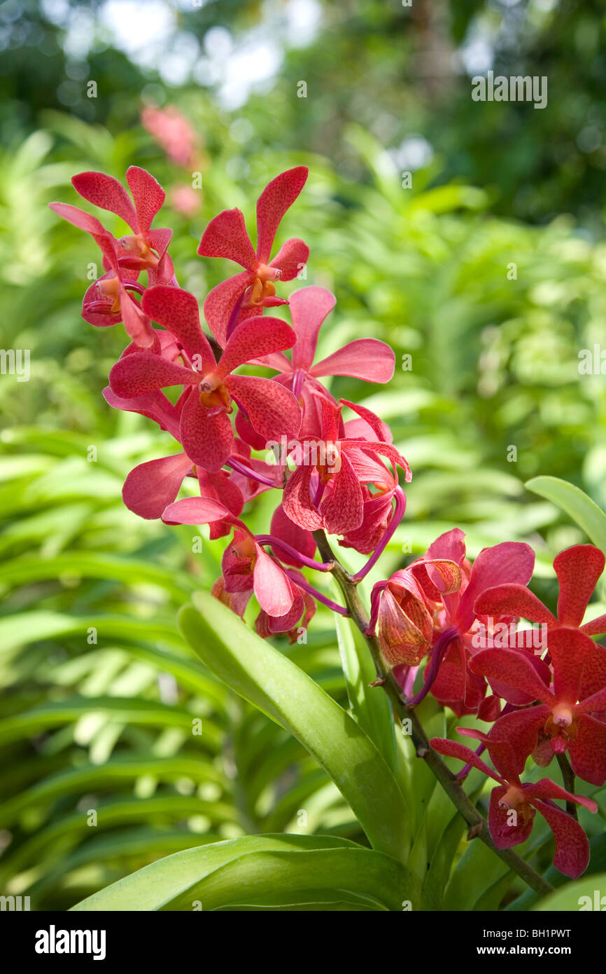 Orchids growing wild at the Rose Garden, Bangkok Stock Photo - Alamy
