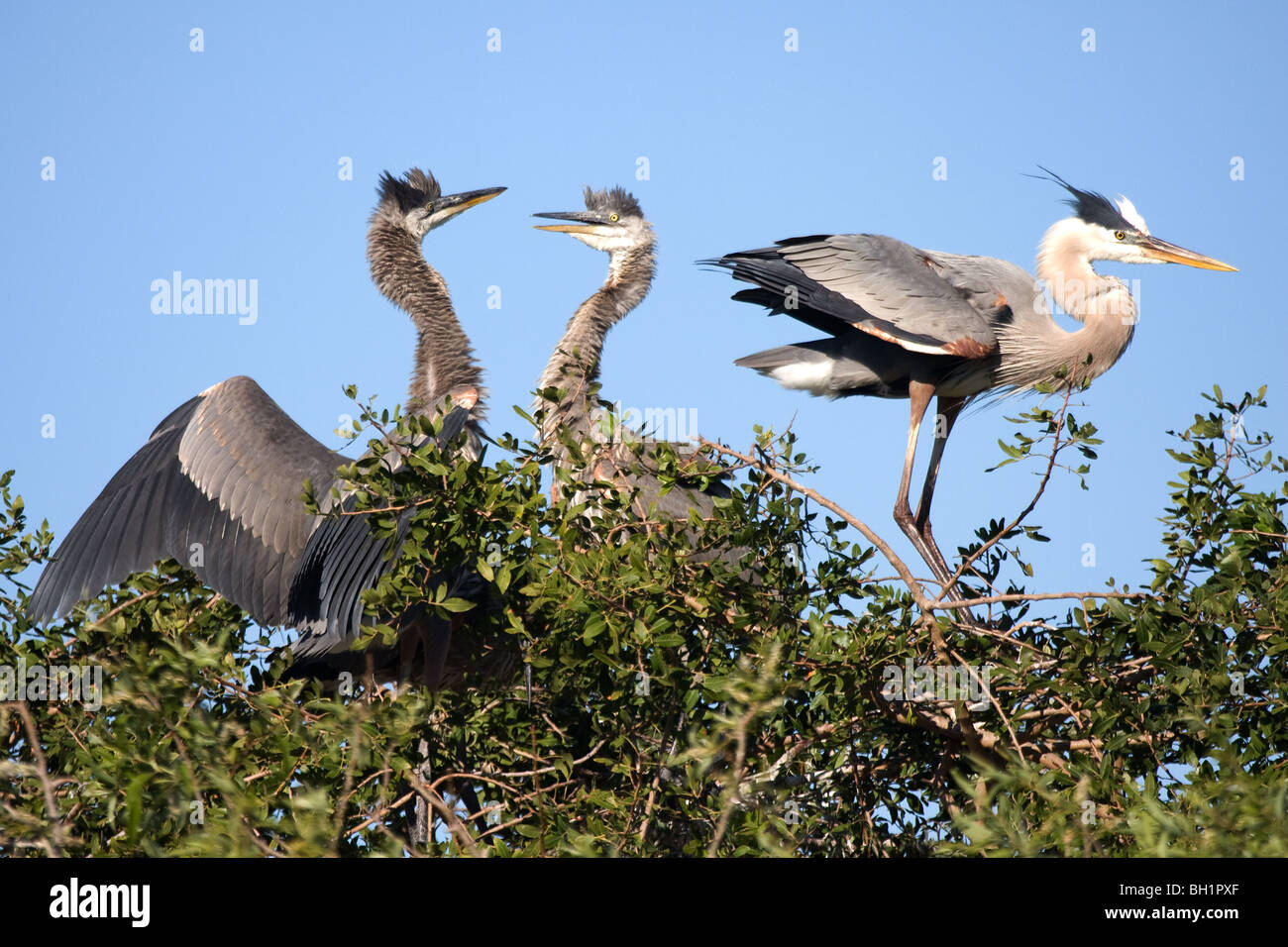 The heron family hi-res stock photography and images - Alamy