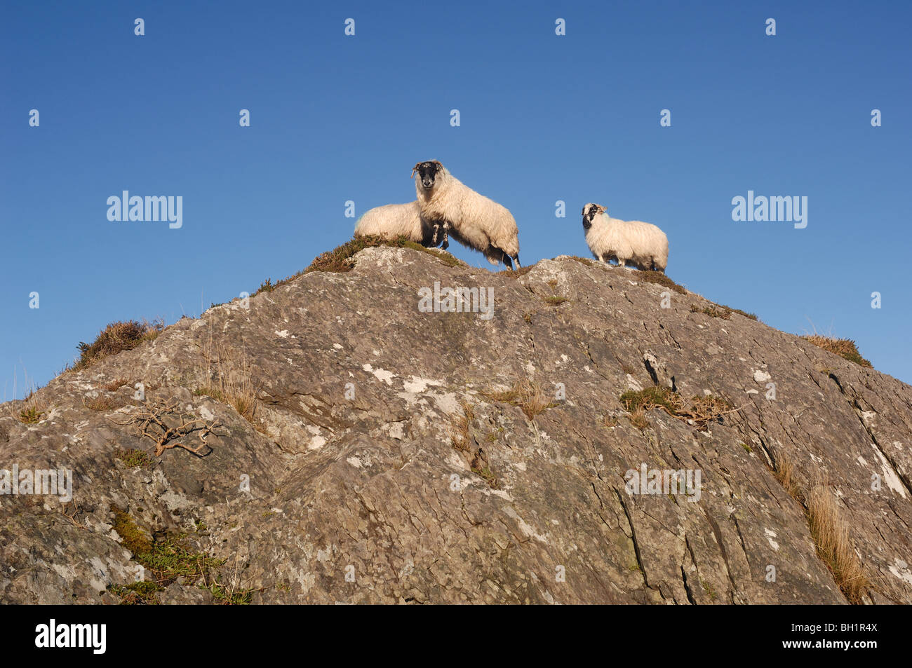 Upland animals hi-res stock photography and images - Alamy