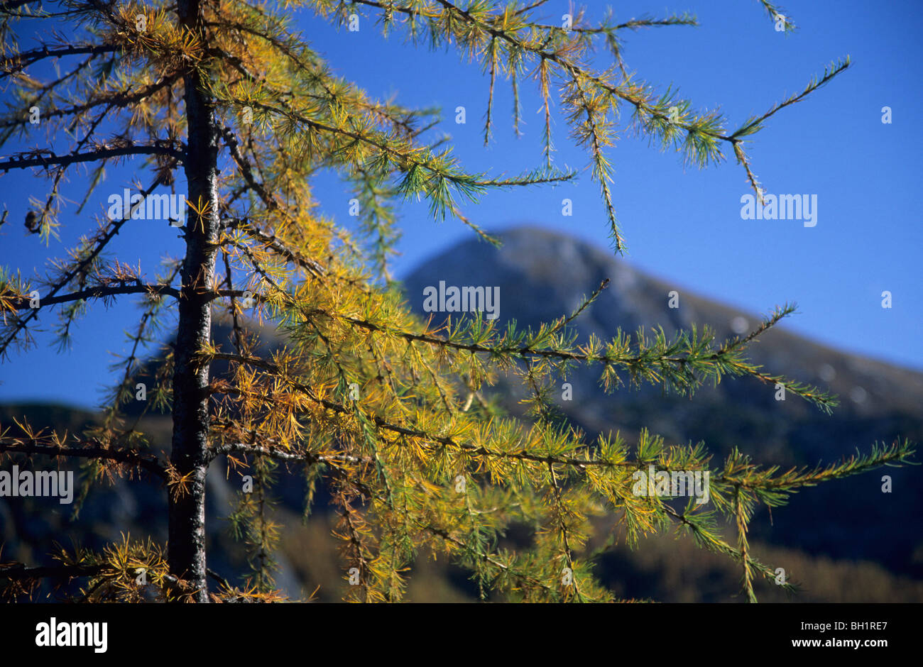 larch in autumn colours with mountain scenery, Berchtesgaden range ...