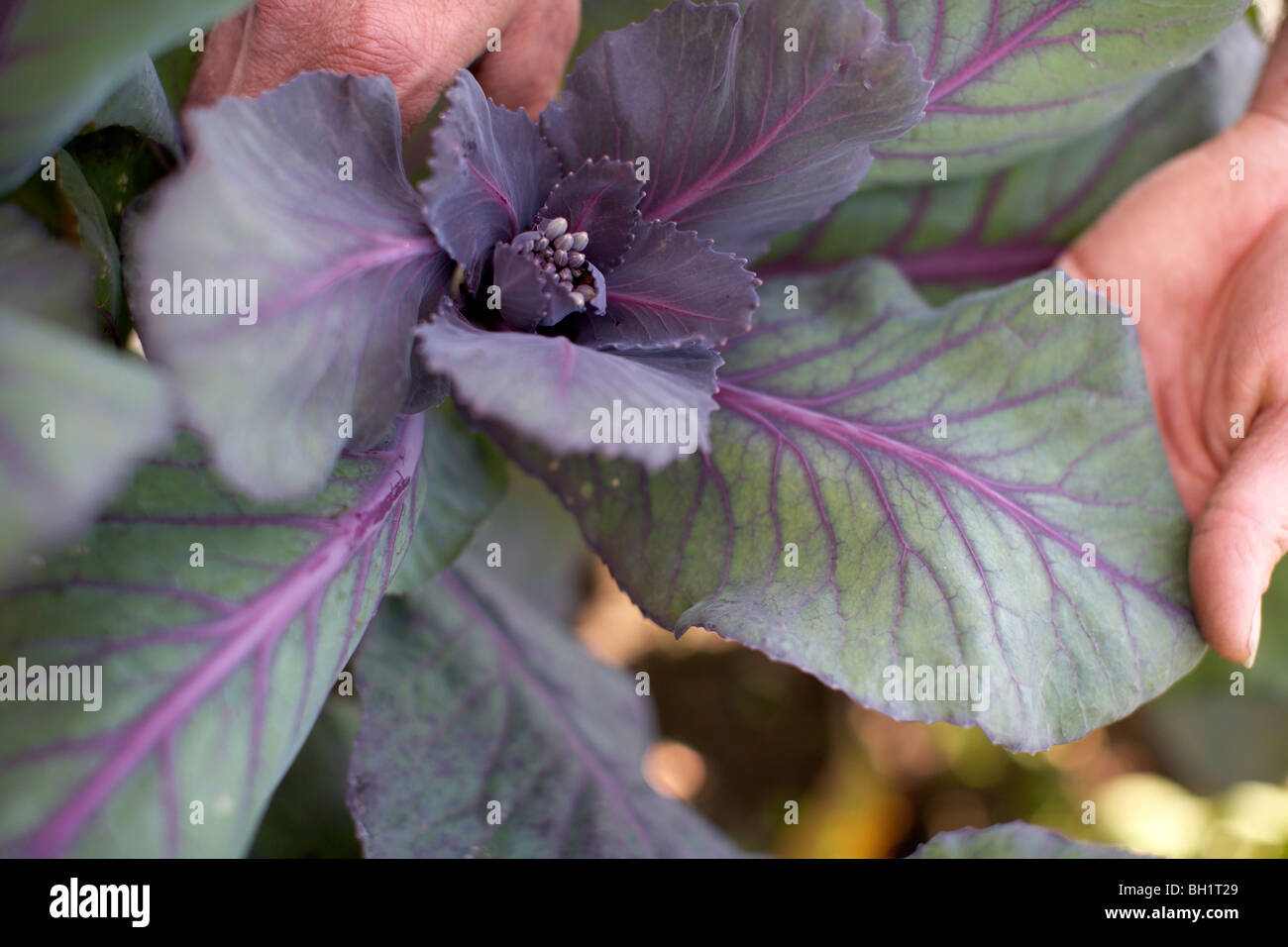 Blooming red pointed cabbage, biological dynamic (bio-dynamic) farming ...