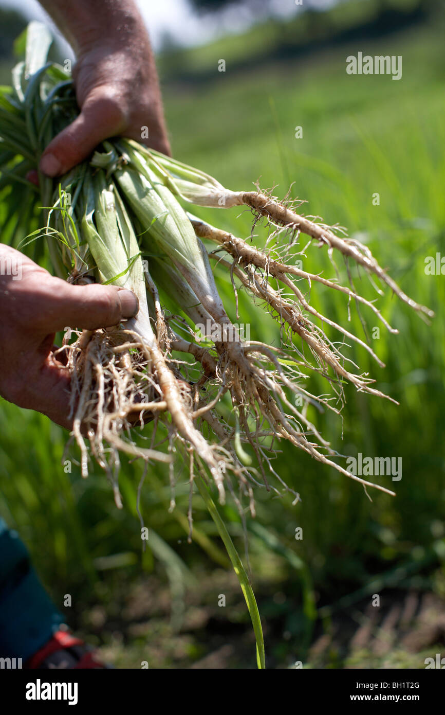Farmer holding purple salsify, biological dynamic (bio-dynamic) farming ...