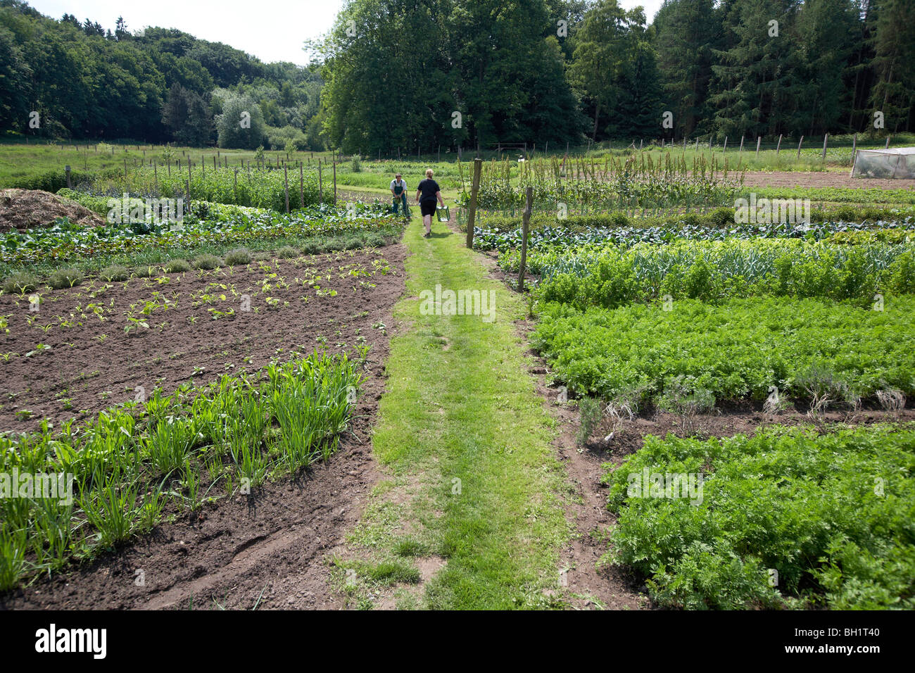 Farmers between vegetable patches, biological dynamic (bio-dynamic ...