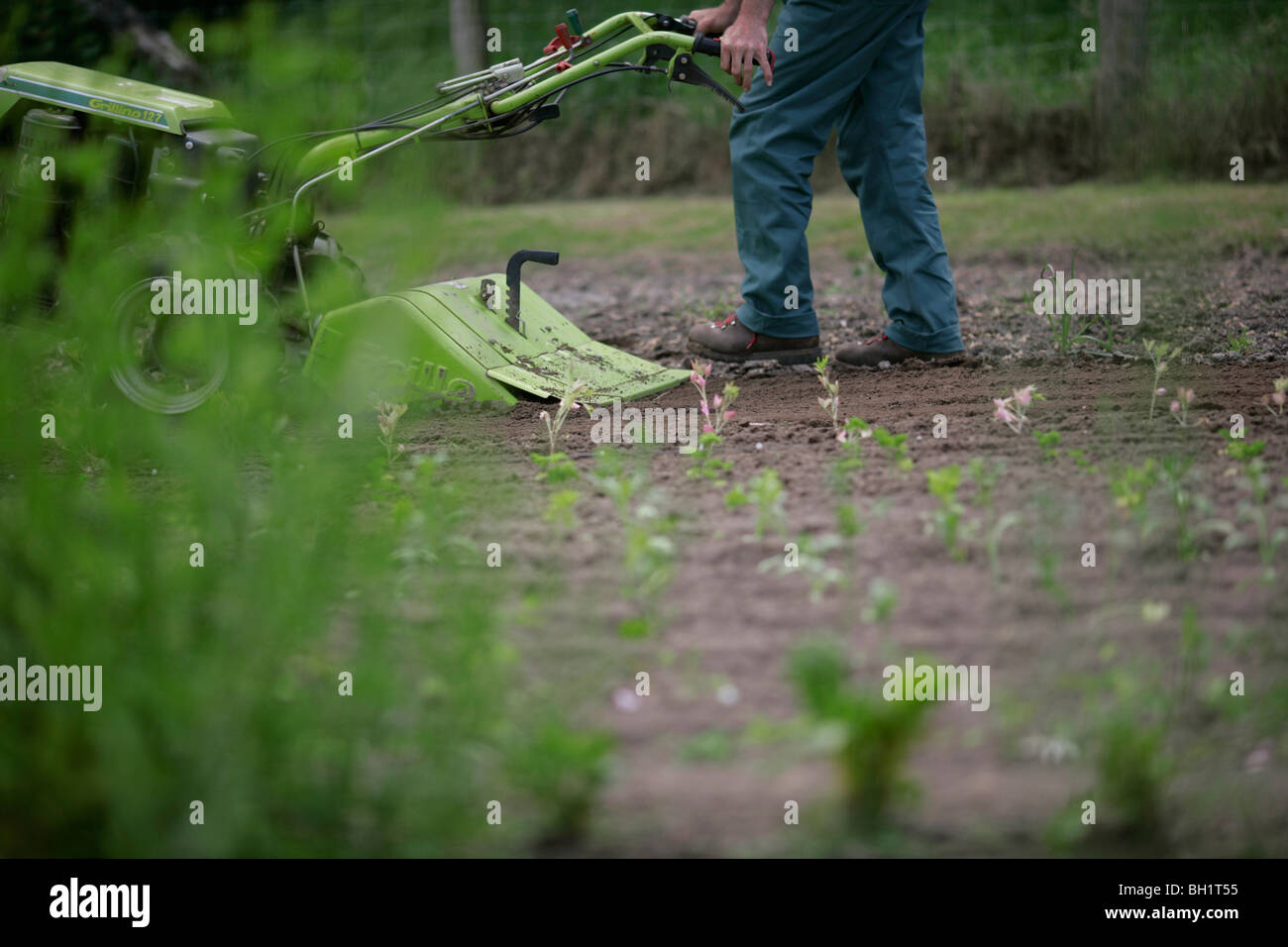 Farmer using rotary tiller, biological dynamic (bio-dynamic) farming ...