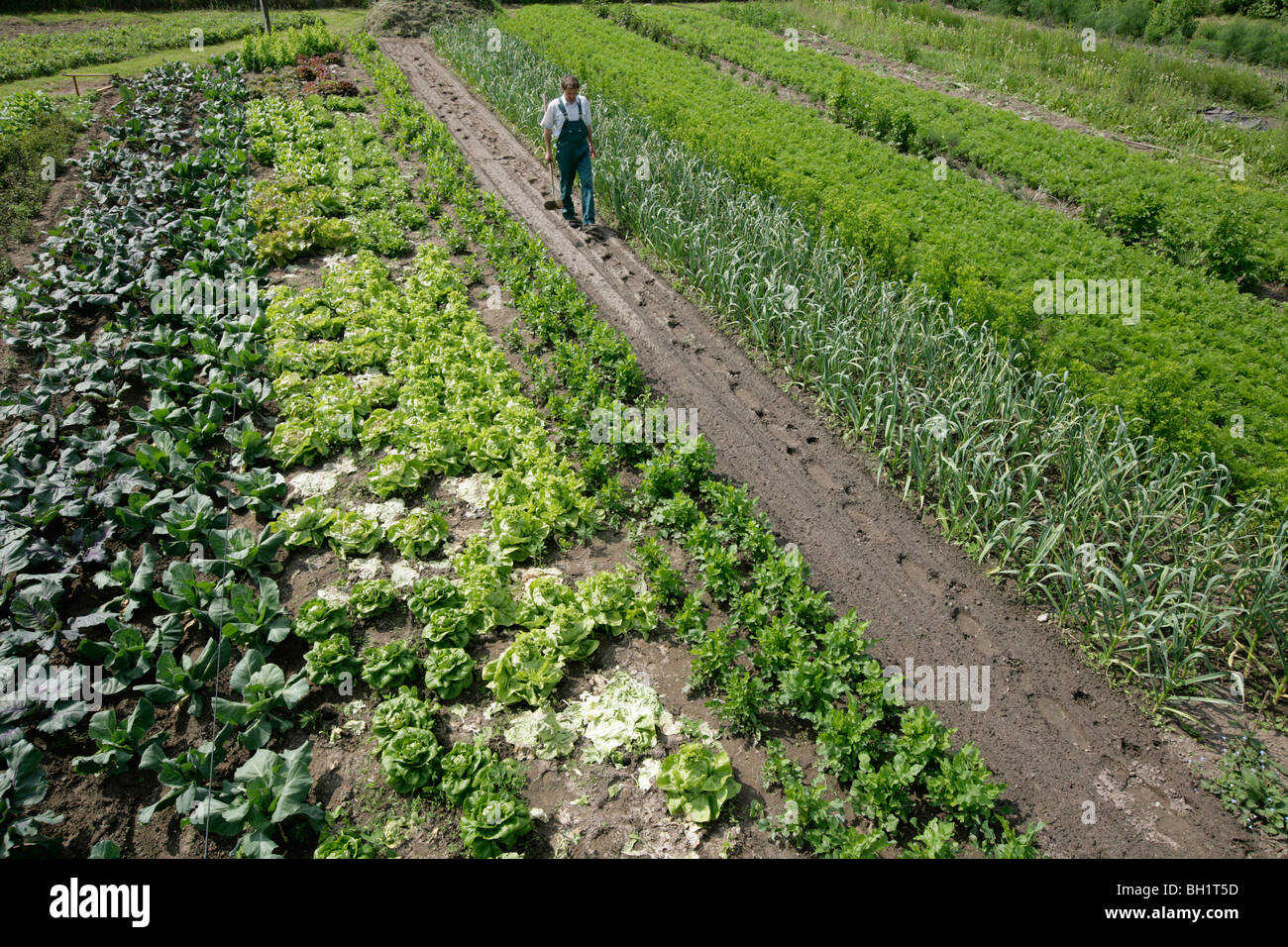 Farmer between vegetable patches, biological dynamic (bio-dynamic ...