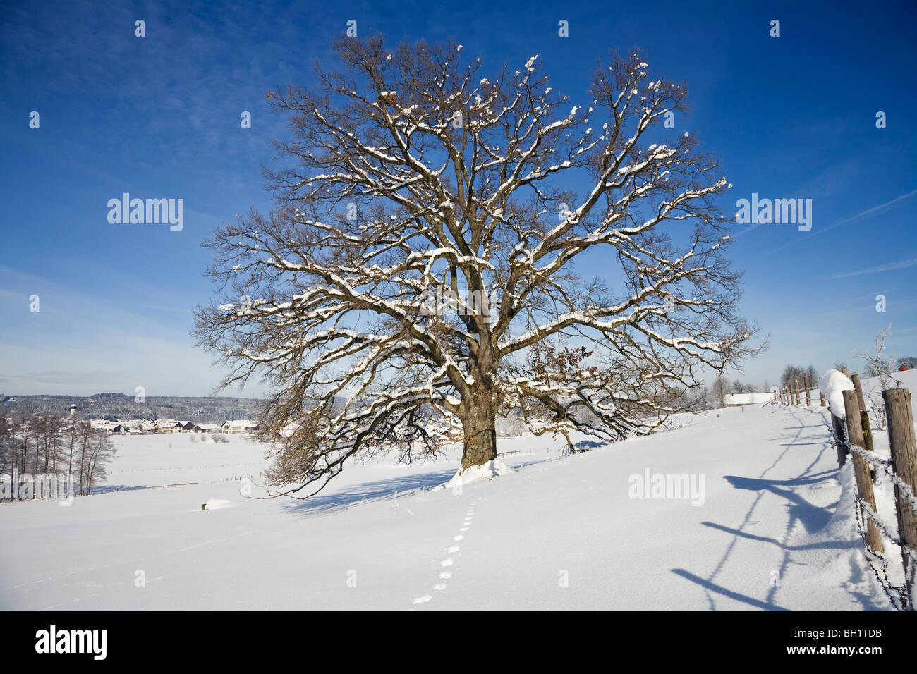 oaktree in snow, Quercus robur, Bavaria, Germany Stock Photo - Alamy
