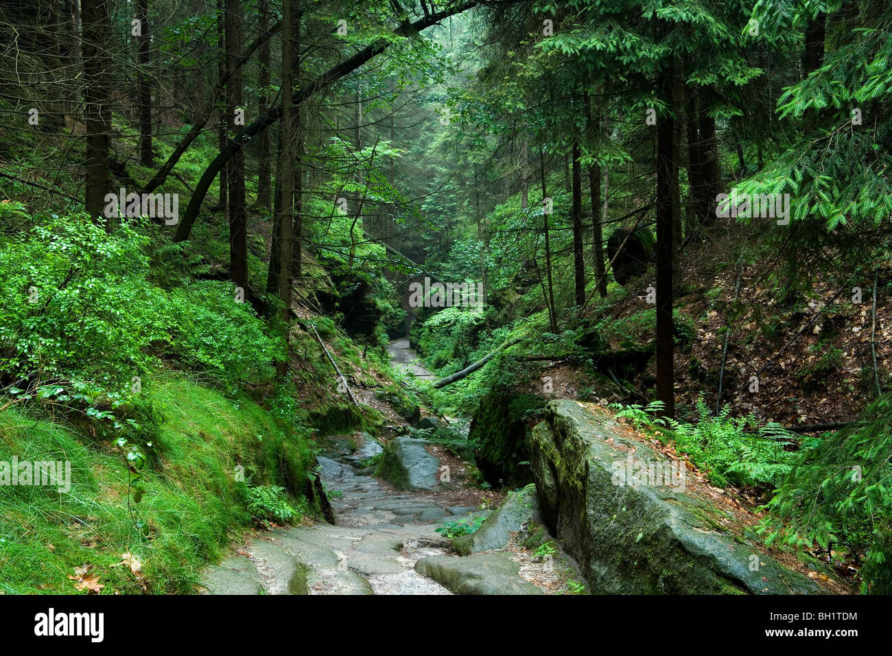 Saxon switzerland national park hi-res stock photography and images - Alamy