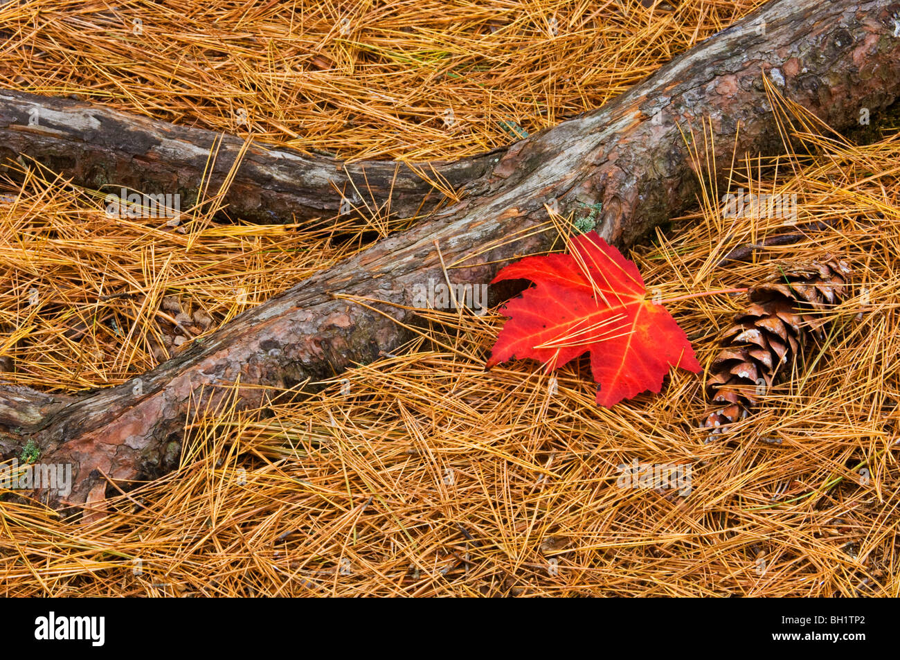 Fallen autumn Red maple (Acer rubrum), leaf with white pine needles ...