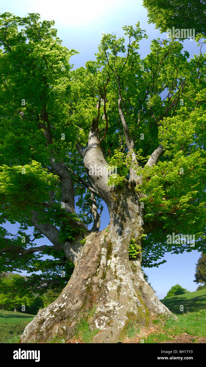 big tree with giant trunk, Alpe del Borgo, Monte San Primo, lake Comer ...