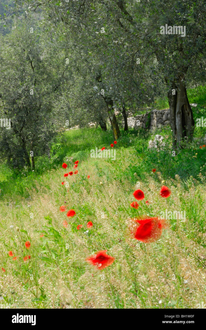 flowering poppy in olive groove, Arco, Trentino, Italy Stock Photo - Alamy