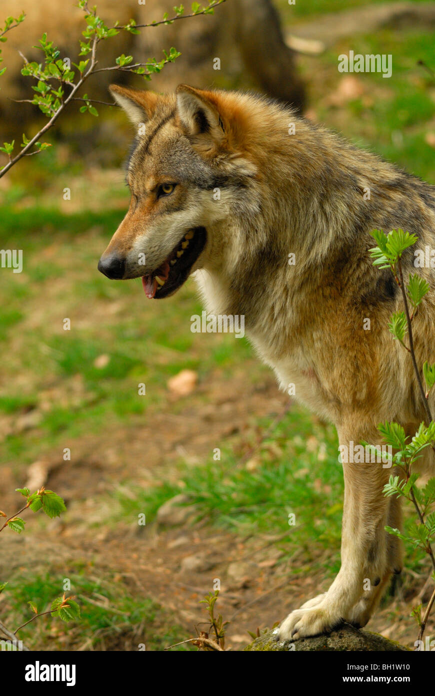Power wolf hi-res stock photography and images - Alamy