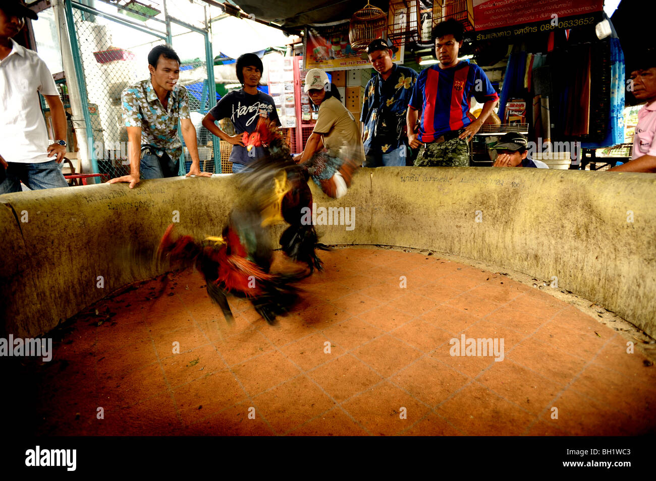 cock fighting , cockpit at chatuchak weekend market, Bangkok,Thailand ...