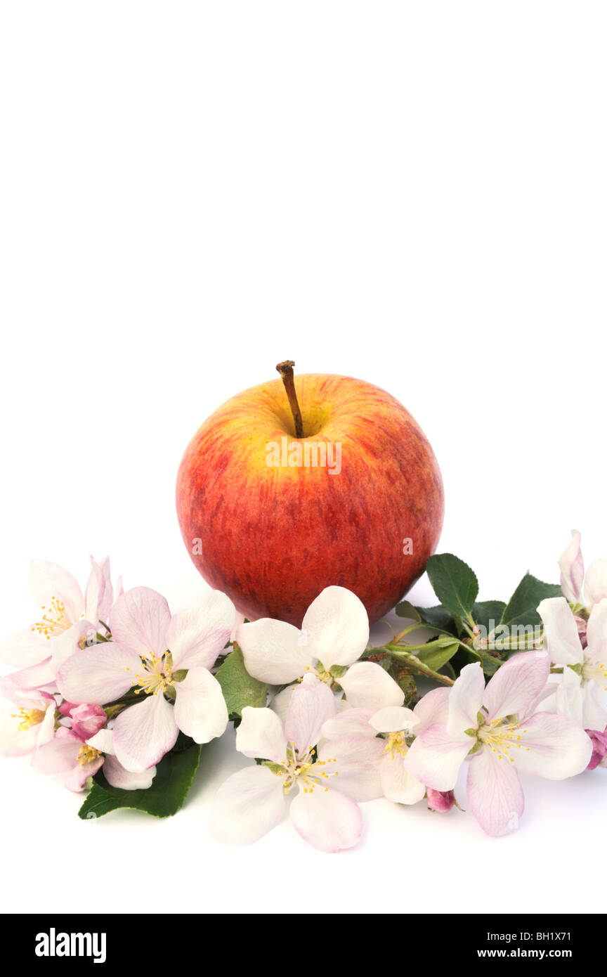 Small apple tree fruit Cut Out Stock Images & Pictures - Alamy