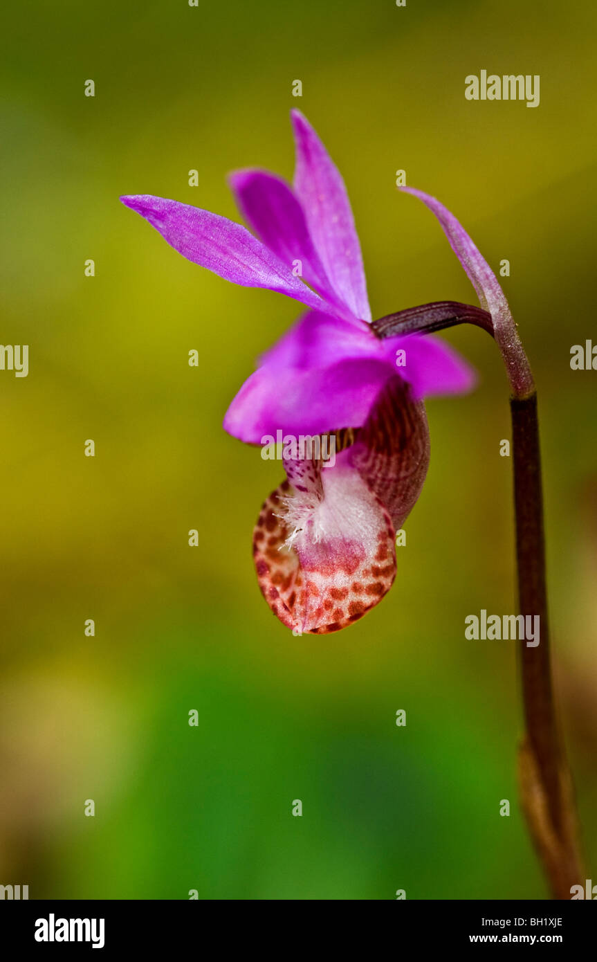 Calypso orchid/fairy slipper (Calypso bulbosa), Metchosin, BC, Canada ...