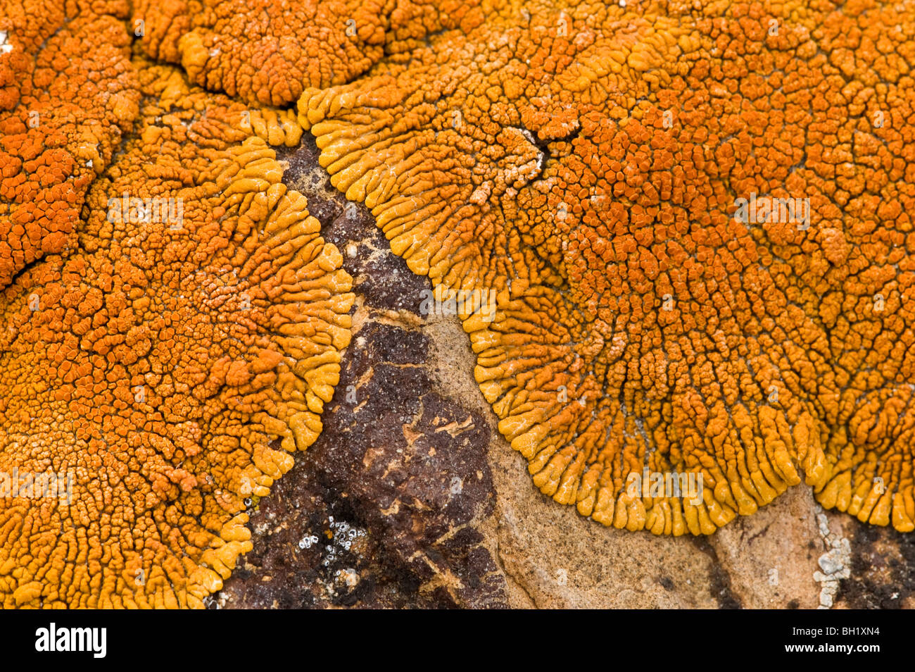 Detail of orange lichen on rock, Seven Persons, Alberta, Canada Stock ...