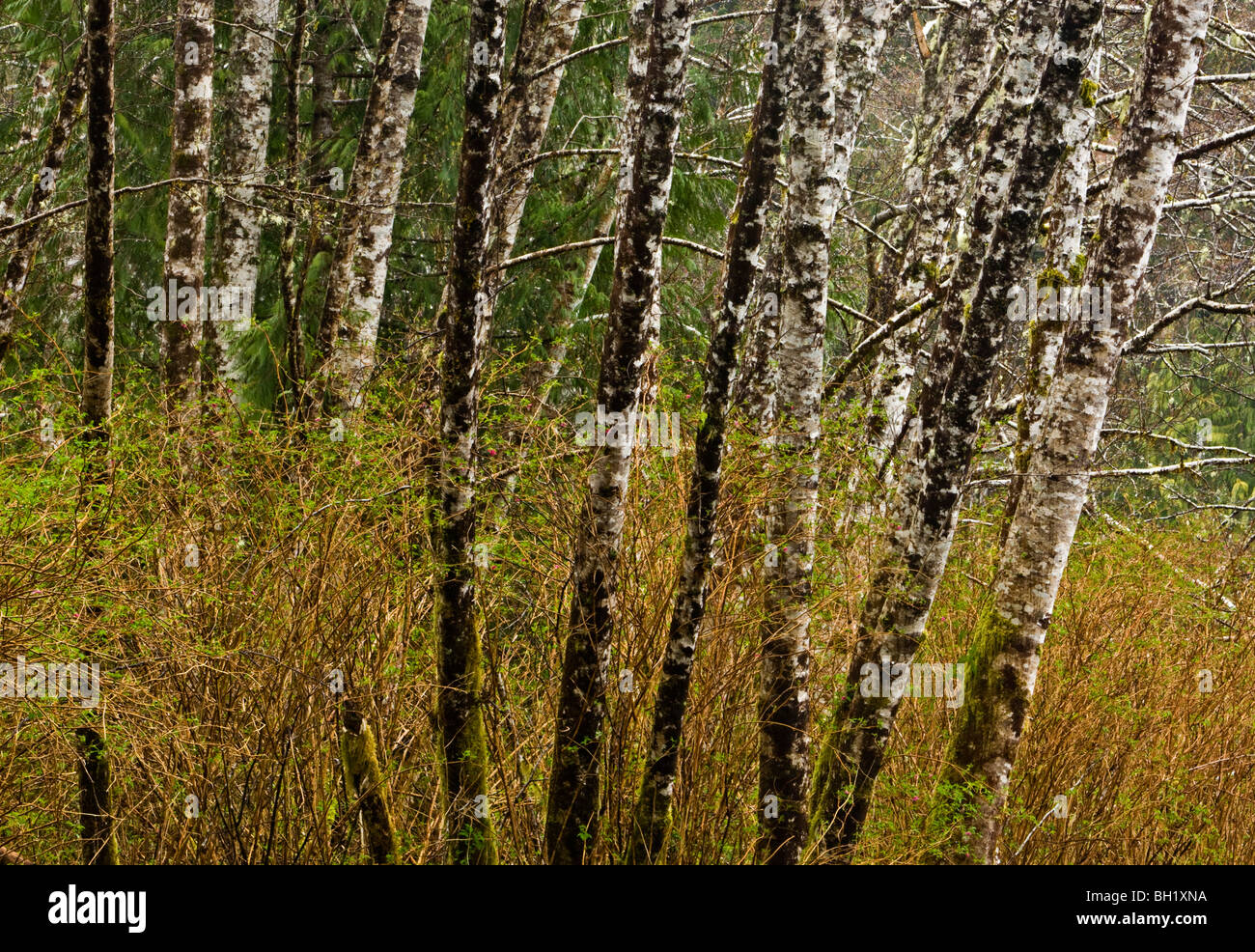 Red alder (Alnus rubrum) grove and salmonberry shrubs, Pacific Rim ...