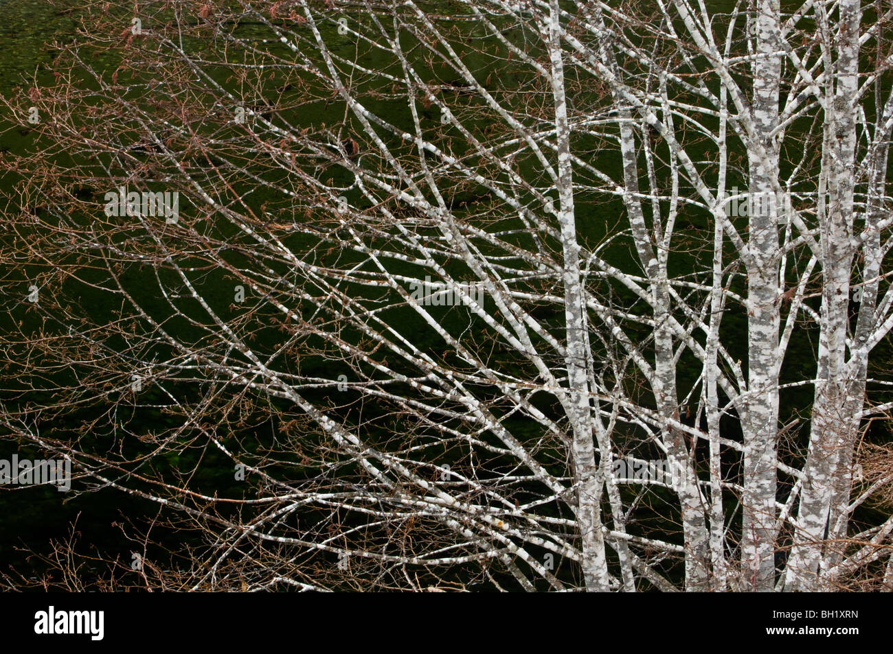 Red alder (Alnus rubrum) tree branches and trunks in early spring, near ...