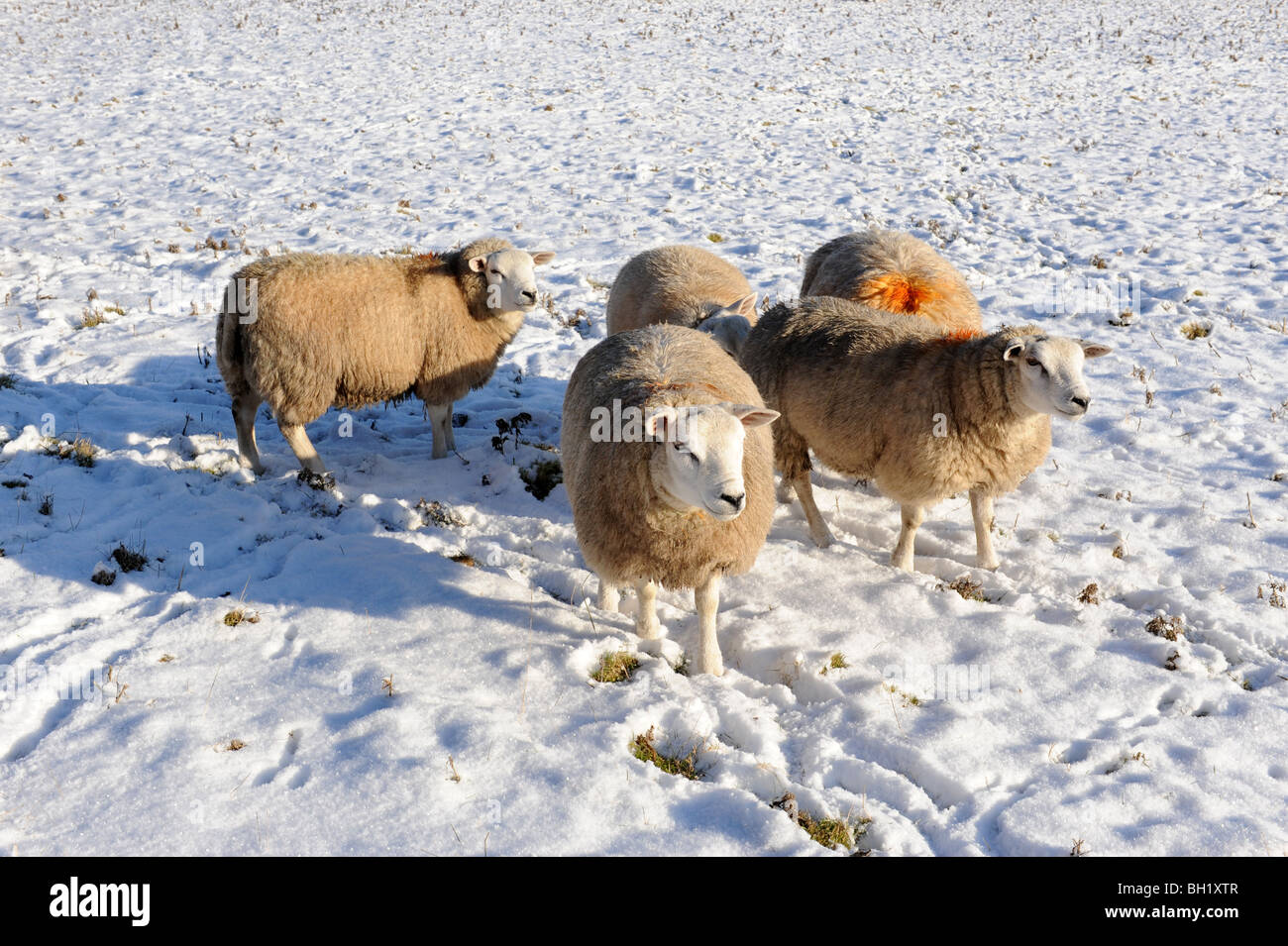 Sheep farm farming hi-res stock photography and images - Alamy