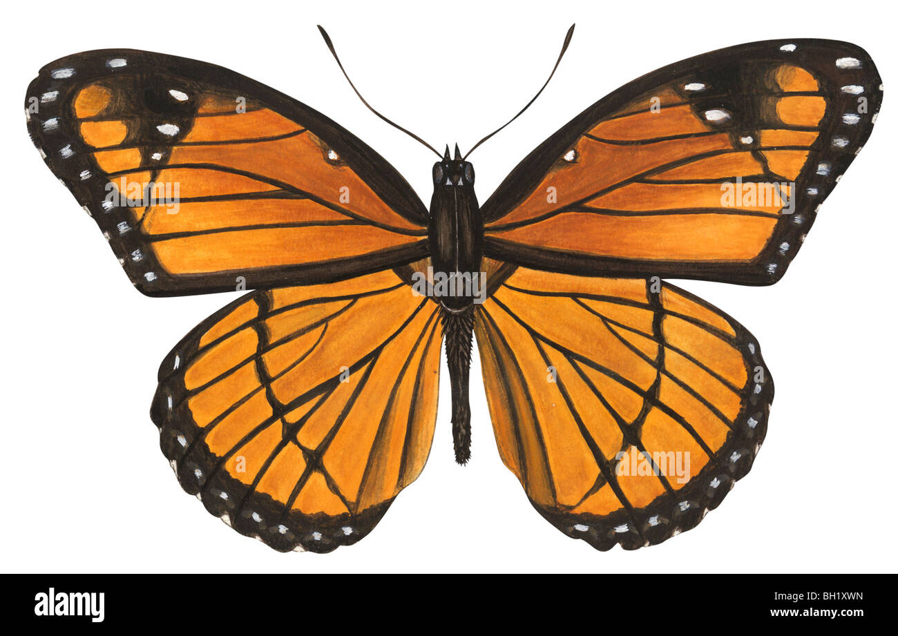 Viceroy butterfly Cut Out Stock Images & Pictures - Alamy Viceroy butterfly Cut Out Stock Images & Pictures - Alamy