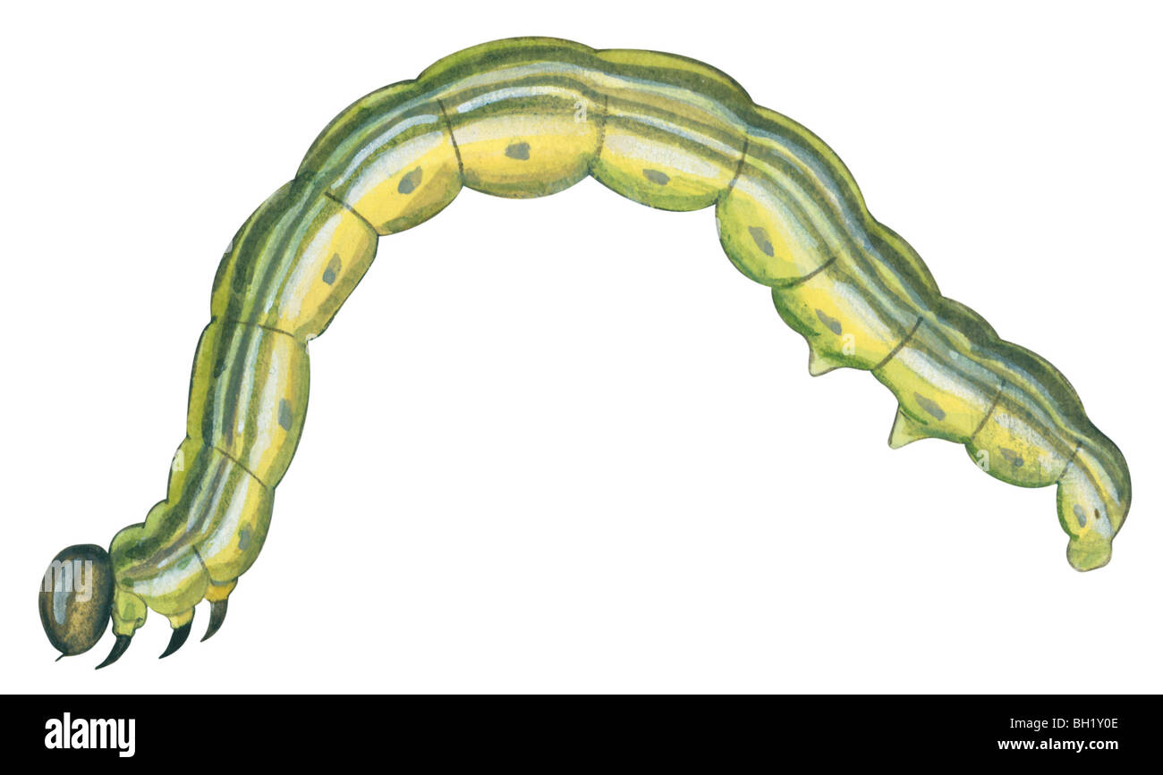 Cankerworm hi-res stock photography and images - Alamy