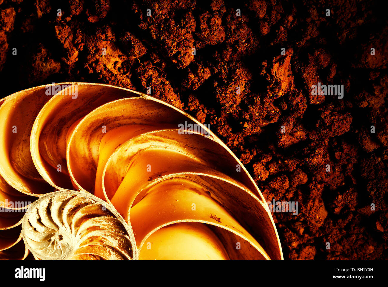 Nautilus shell half hi-res stock photography and images - Alamy