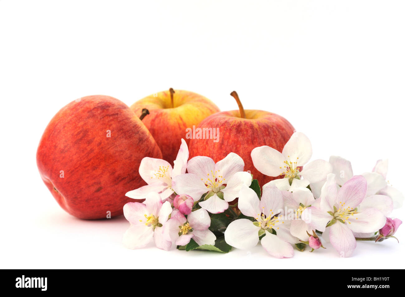 Small apple tree fruit Cut Out Stock Images & Pictures - Alamy