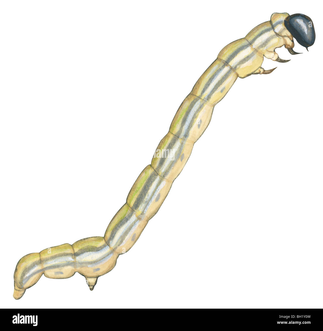 Spring cankerworm hi-res stock photography and images - Alamy