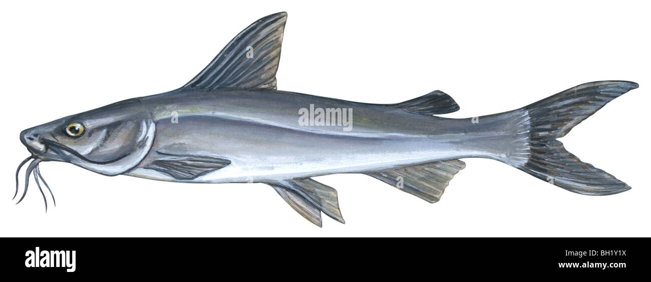 Hardhead fish hi-res stock photography and images - Alamy