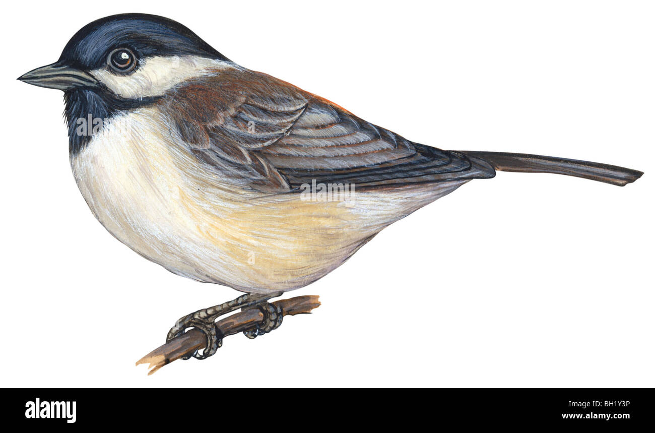 Chickadee birds hi-res stock photography and images - Alamy