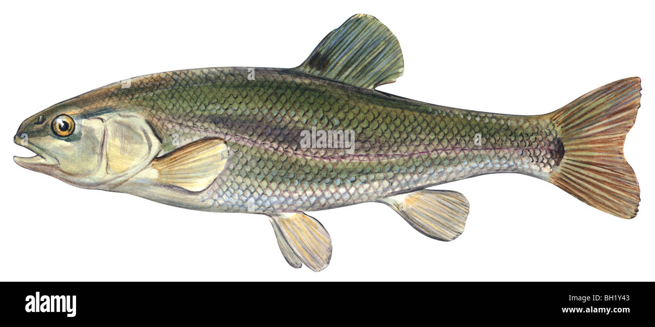 Spiny rayed hi-res stock photography and images - Alamy