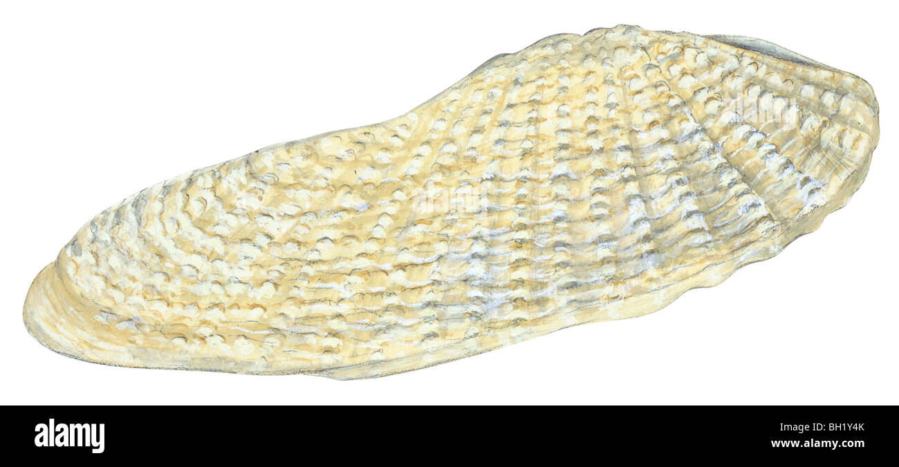 Boring clam hi-res stock photography and images - Alamy