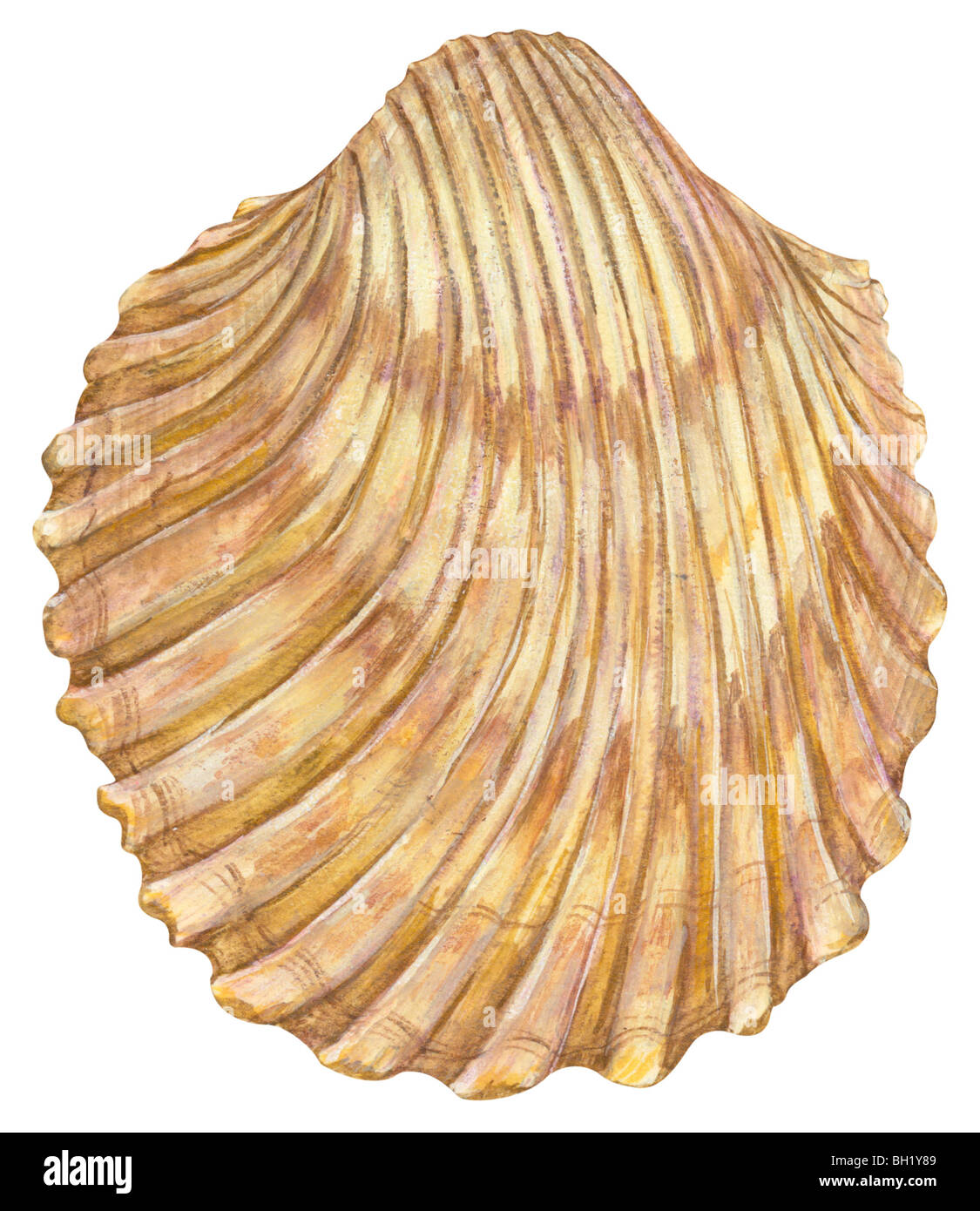 Animal drawings hi-res stock photography and images - Alamy