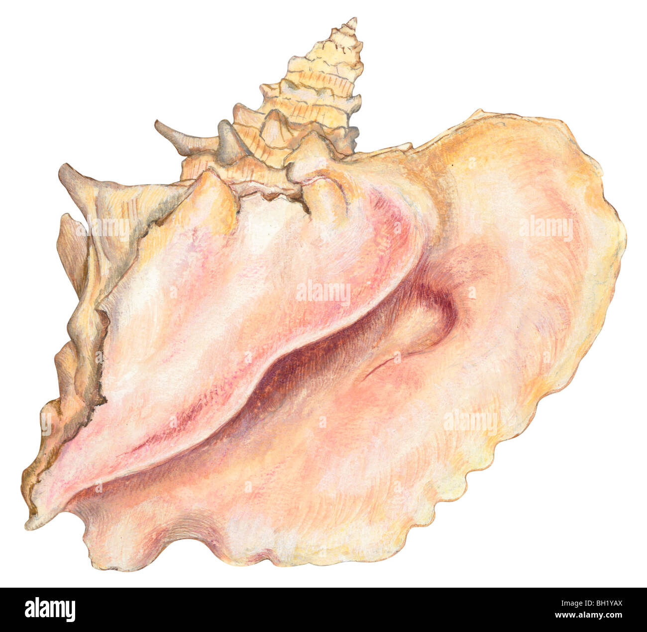 True conch hi-res stock photography and images - Alamy