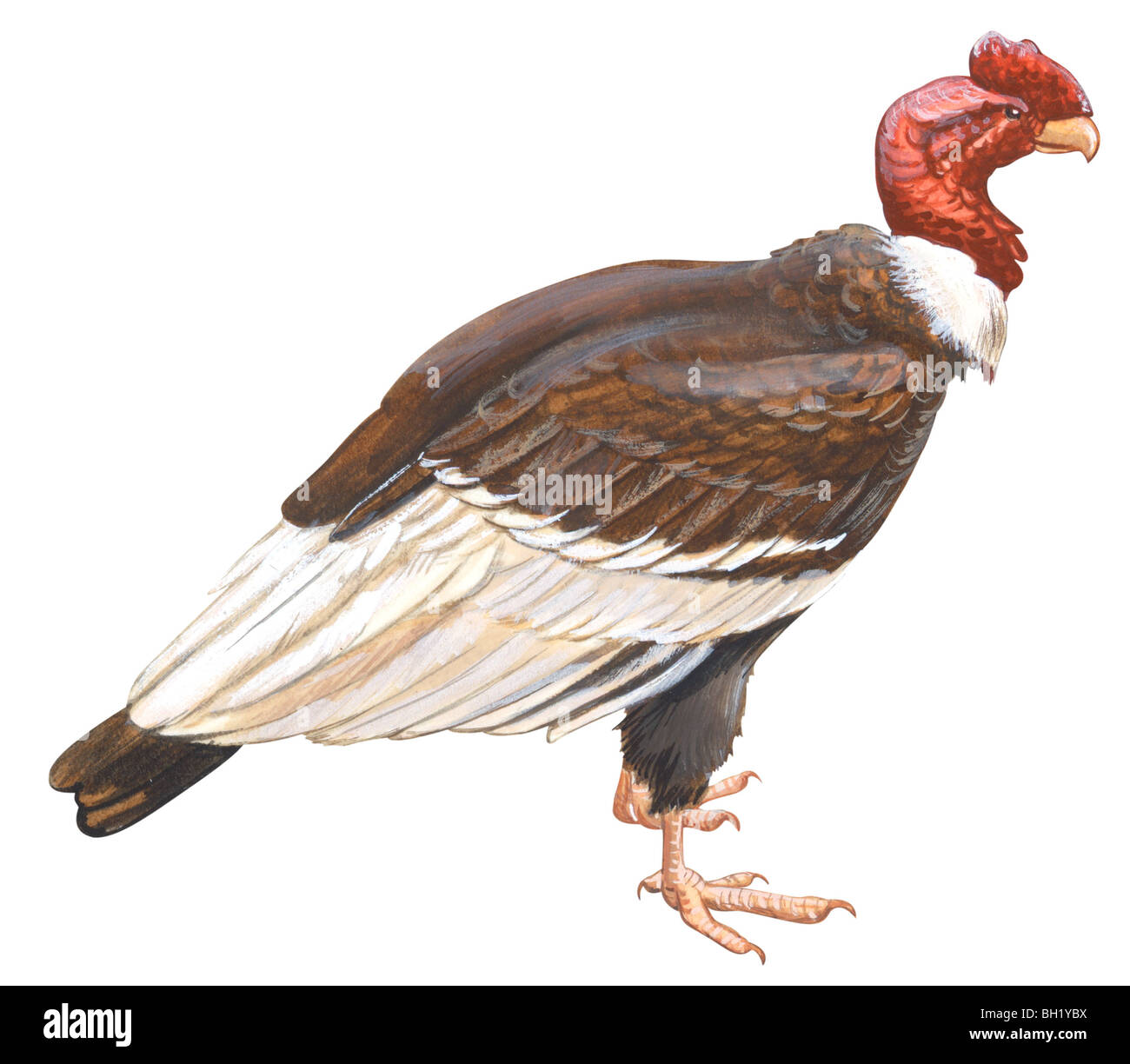 Condor painting hi-res stock photography and images - Alamy