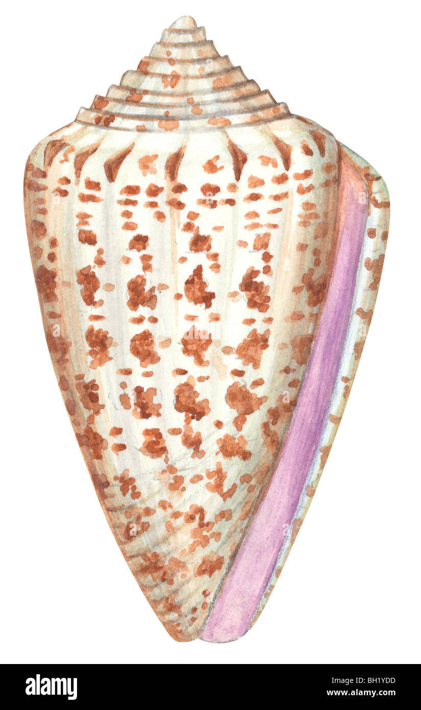 Conidae hi-res stock photography and images - Alamy