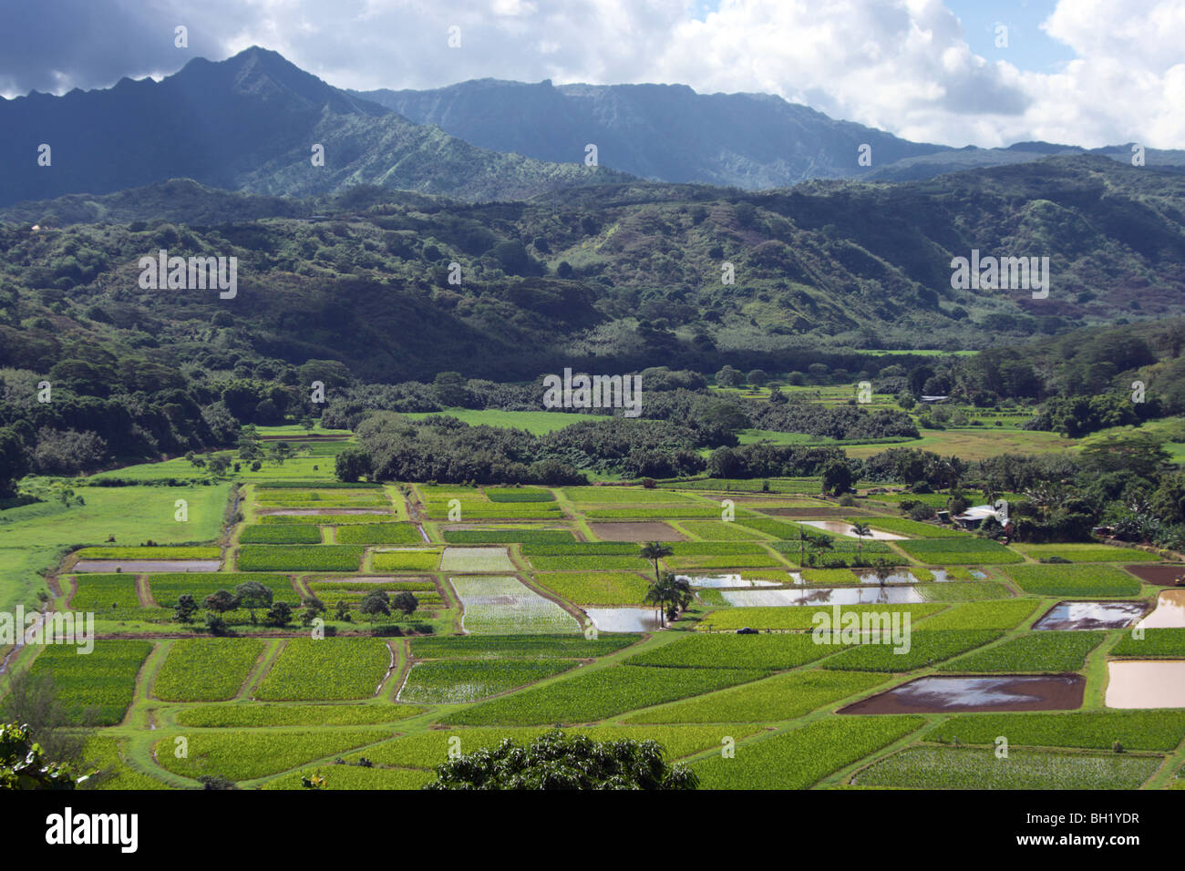Taro fields in the Hanalei Valley Kauai HI Stock Photo - Alamy